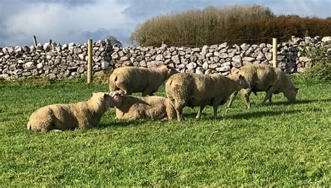 Sheep Mating Management And Ram Fertility Teagasc Agriculture And Food Development Authority