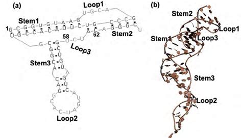 a 2 d diagram of the sars pseudoknot structure b 3 d model