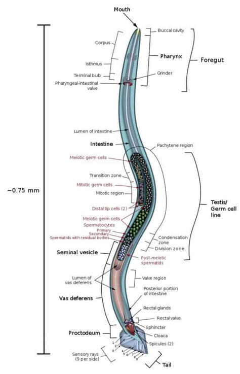 Nematode Anatomy Morphology Of Anisakis Nematode A Anterior B