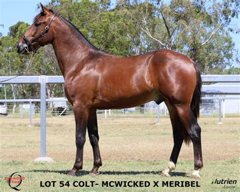 Lot 54 Meribel 2023 Colt Auctionsplus