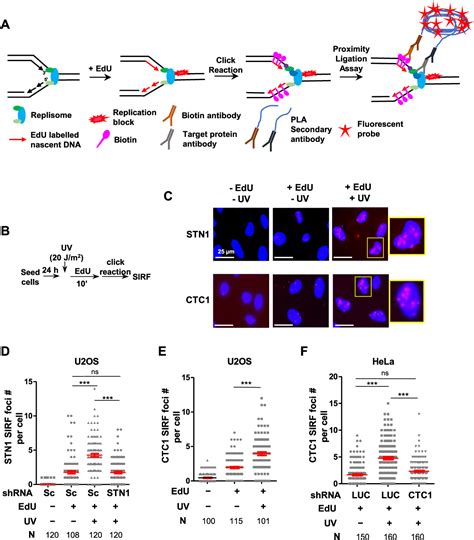 Figure 1 From Human Cst Complex Restricts Excessive Primpol Repriming Upon Uv Induced