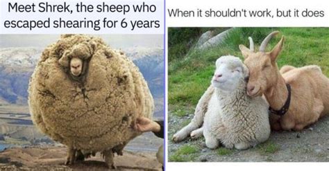 31 Un Baa Lievably Funny Sheep Memes For Those Who Love Shear Comedy
