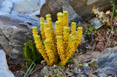 Lycophytes Lycopodiopsida Botanical Realm