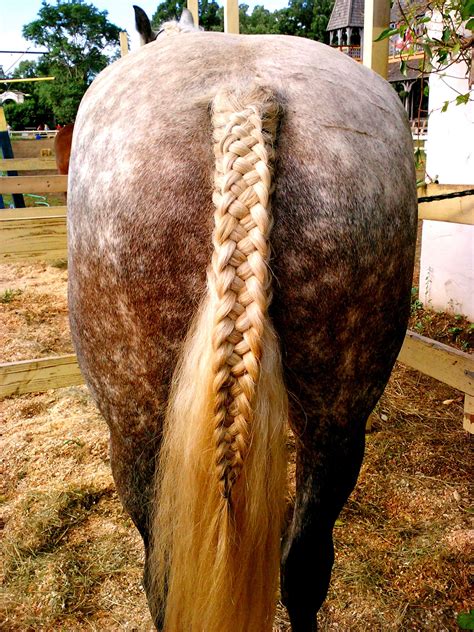 Five Stranded On Horse Tail Cute Horses Pretty Horses Horse Love