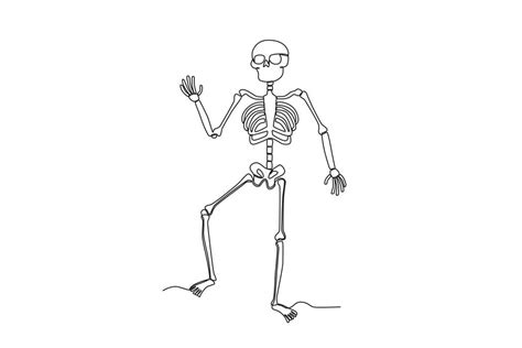 Page 2 Skeleton Outline Vector Art Icons And Graphics For Free Download