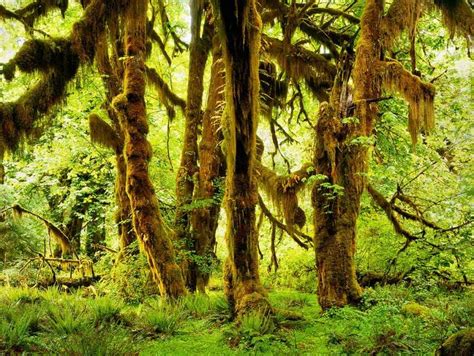 Hoh Rainforest Forks Cityseeker