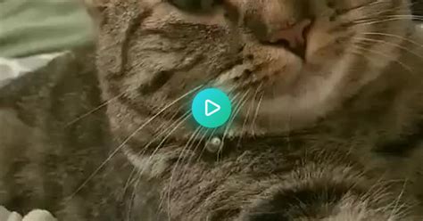 Howie Wowie Album On Imgur