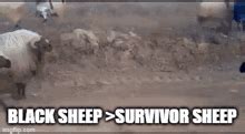 Funny Black Sheep