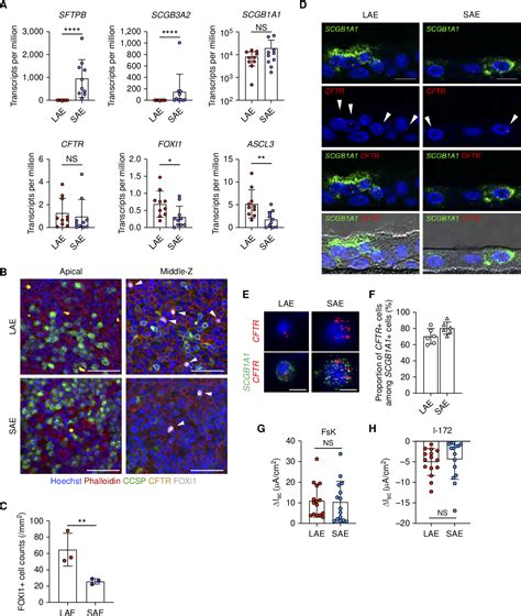 Figure 1 From Secretory Cells Dominate Airway Cftr Expression And
