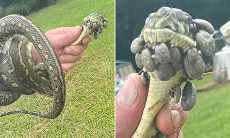 Discovery Of Tick Infested Python At Byron Bay On NSW North Coast