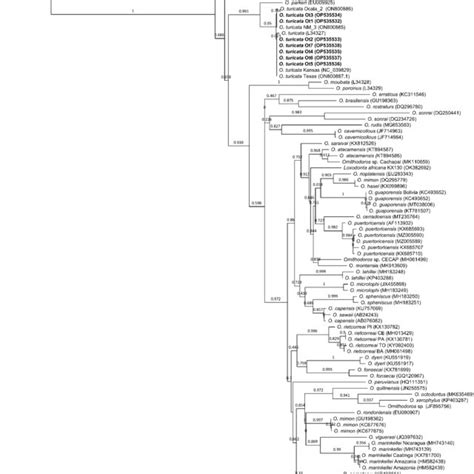 Phylogenetic Analysis Of Mitochondrial Dna Sequence Fragments From