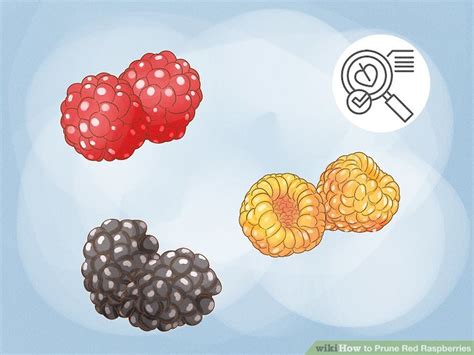 How To Prune Red Raspberries 7 Steps With Pictures Wikihow Life