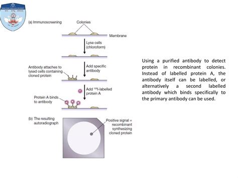 Methods For Clone Identification Pptx Chemistry Science