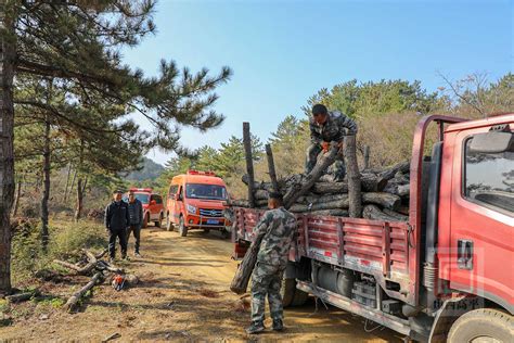 我市扎实推进4000亩森林抚育工作 高平市人民政府网