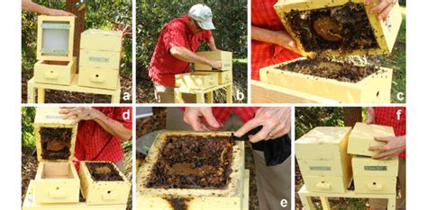 Hive Splitting Protocol A Hive Of Tetragonula Carbonaria Right Is