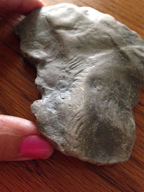 Trilobite Trace Fossil Member Collections The Fossil Forum