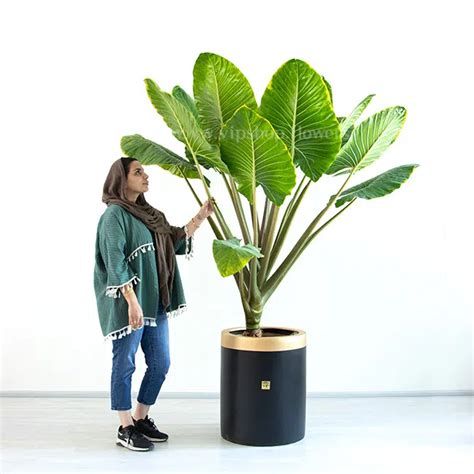 خرید و قیمت گل بابا آدم غول پیکر و پُربرگ 🍃 Vip