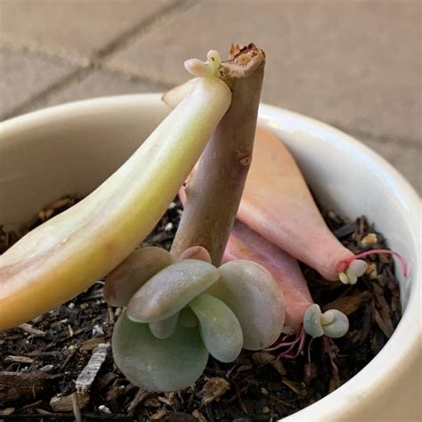 Unlocking The Secrets Of Succulent Propagation