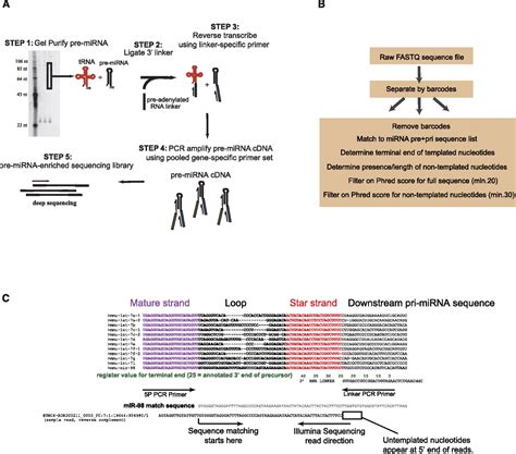 Deep Sequencing Of Microrna Precursors Reveals Extensive 3′ End