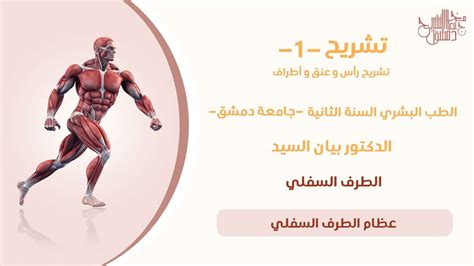 تشريح 1 عظام الطرف السفلي د بيان السيد Youtube