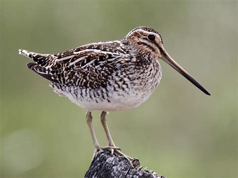 Wilsons Snipe Ebird