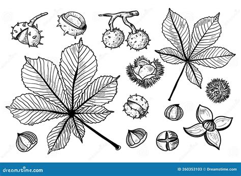 Chestnut Tree Branch In Line Style Stock Vector Illustration Of Design Icon 260353103