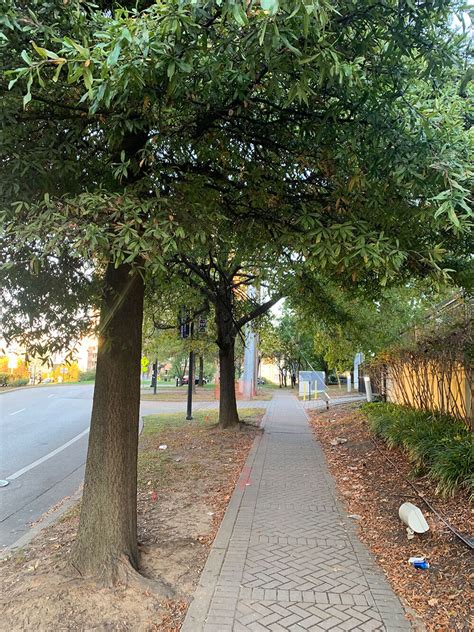 How Trees Help Limit Stormwater Runoff Nashville Tree Conservation Corps