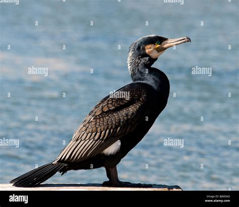 A Great Cormorant In Breeding Plumage Perched On The Edge Of Bristol