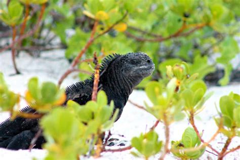 Marine Iguanas In Galapagos And Its Evolutionary Adaptations