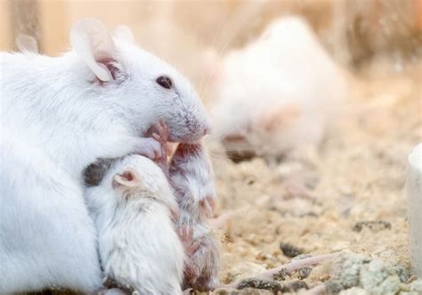 Maternal Iron Deficiency Can Trigger Sex Reversal In Mouse Embryos The Scientist