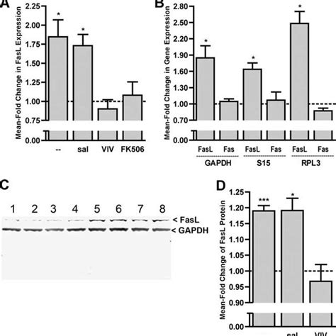 Expression Of Fasl Follows Activation Of Nfatc4 And May Play A Role In Download Scientific