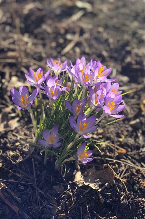Crocus - PictureThis