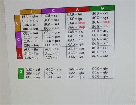 Solved Transcribe And Translate Dna Sequence Into A Protein