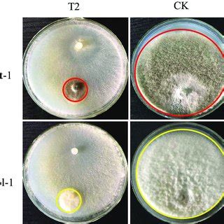 Antifungal Effect Of The T2 Strain On Colletotrichum Gloeosporioides