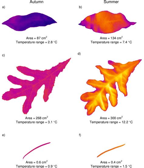 Figure 6 From The Influence Of Leaf Size And Shape On Leaf Thermal