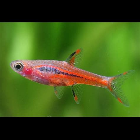 Mosquito Rasbora Boraras Brigittae Aber Aquatic Είδη Ενυδρείων