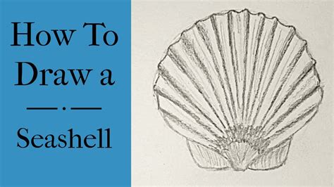 How To Draw A Seashell Drawing Tutorial YouTube