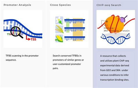 植物中chip Seq研究利器，一个全新的启动子分析网站plantpan3 0 搜狐大视野 搜狐新闻