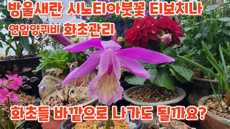 방울새란 시노티아붓꽃 티보치나 연잎양귀비 화초관리 Youtube