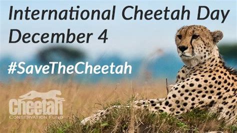 Tanggal Desember Diperingati Sebagai Hari Citah Internasional Apa Tujuannya Citizen