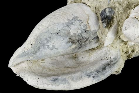 8 6 Tall Miocene Fossil Gastropod Cluster France 113666 For Sale