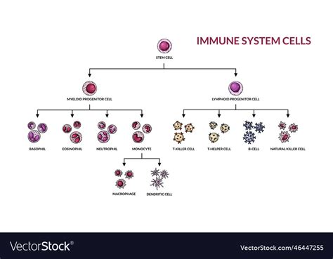 Cells Of Adaptive Immune System Human Royalty Free Vector