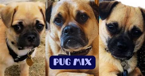 4 Common Pug Mix Breeds Finding Your Perfect Wrinkly Companion The 4 Common Pug Mix Breeds Finding Your Perfect Wrinkly Companion The