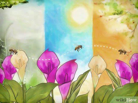How To Attract Honey Bees Steps With Pictures WikiHow