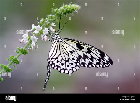 Large Tree Nymph Stock Photo Alamy