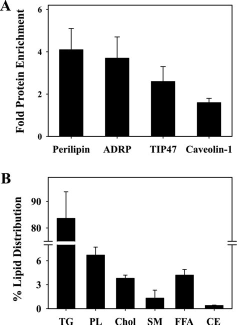 The Phospholipid Monolayer Associated With Perilipin Enriched Lipid