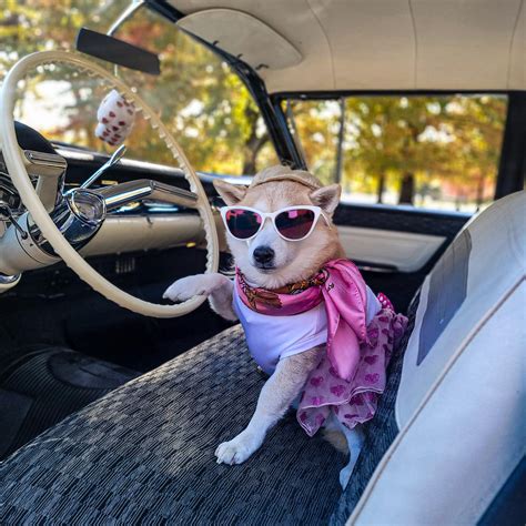 Vote For Cute Suki R Shiba