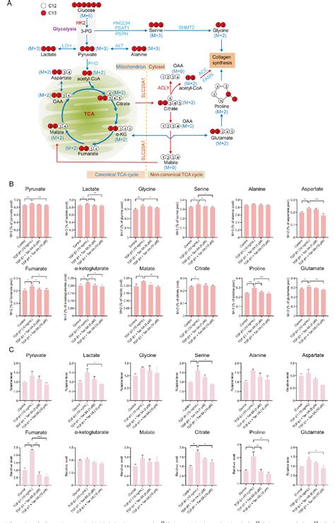 Figure 3 From Tanshinone Iia Ameliorates Energy Metabolism Dysfunction
