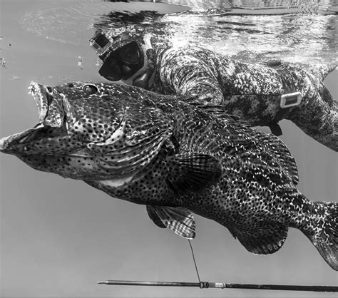 Sea Stinger The Headhunter Spearfishing Co