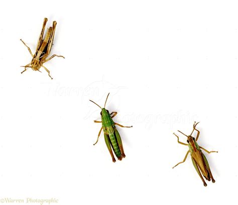 Three Meadow Grasshoppers Photo Wp20852